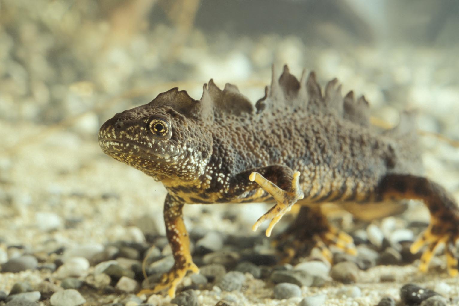 Kammmolch - Triturus cristatus (Laurenti, 1768) - Artensteckbriefe