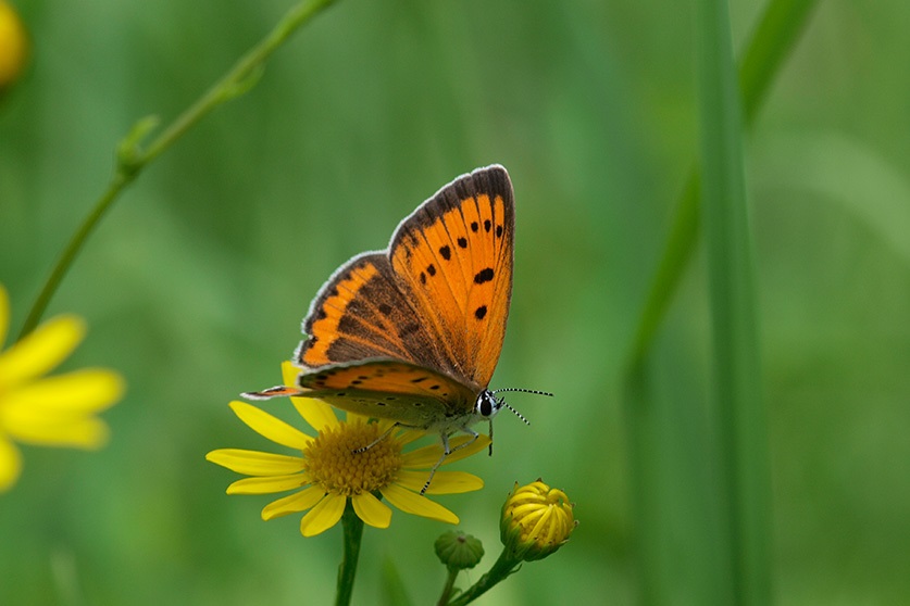 Großer Feuerfalter - Lycaena dispar Haworth, 1803 - Artensteckbriefe