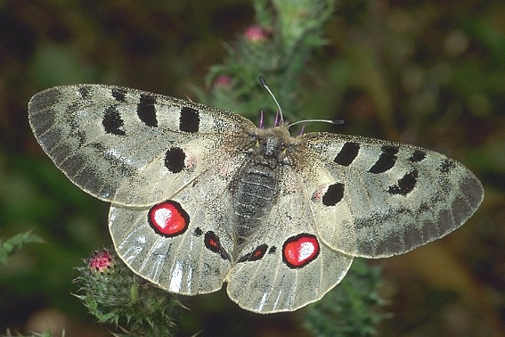 Apollofalter - Parnassius apollo Linnaeus, 1758 - Artensteckbriefe